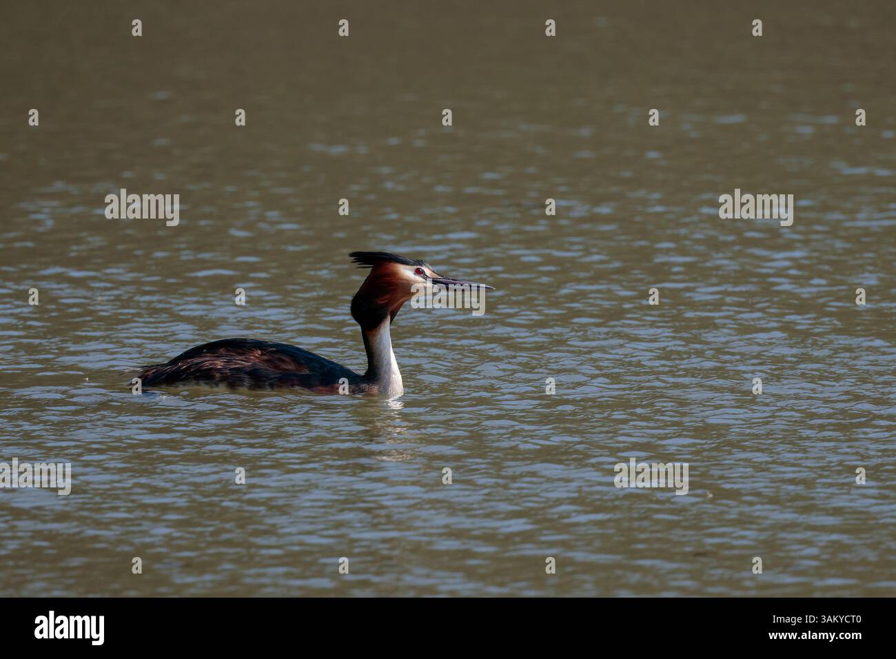 Great crested grebe Podiceps cristatus, spring dark head crest's and ...