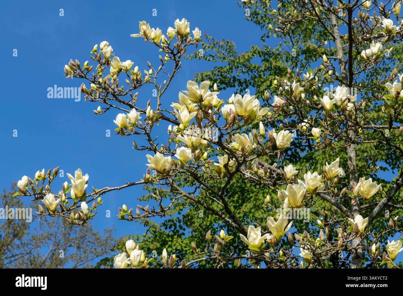 Yellow magnolia hi-res stock photography and images - Alamy