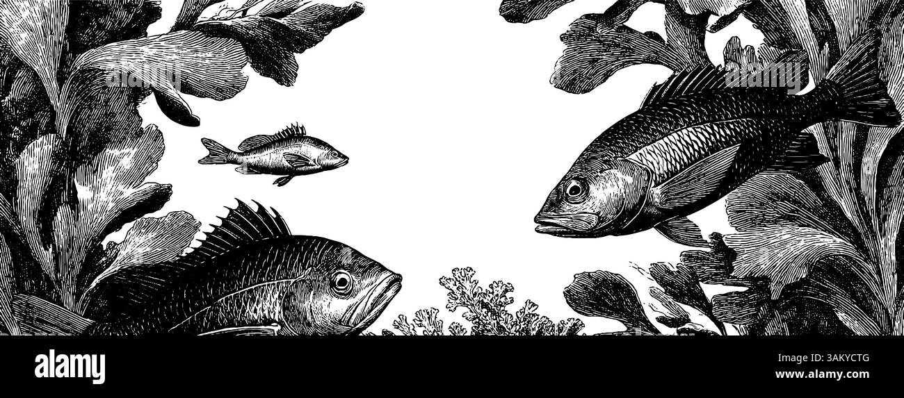 Vintage engraved illustration of fish swimming by coral and seaweed ...
