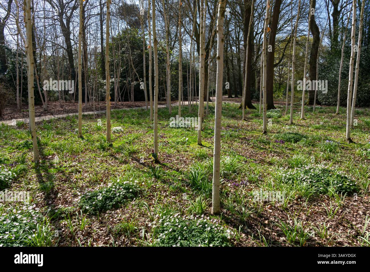 Spring flowers growing beneath a planting of white stemmed Birch trees ...