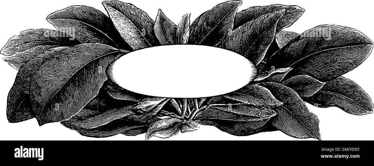 Engraved botanical design with leaves forming oval frame for decoration ...