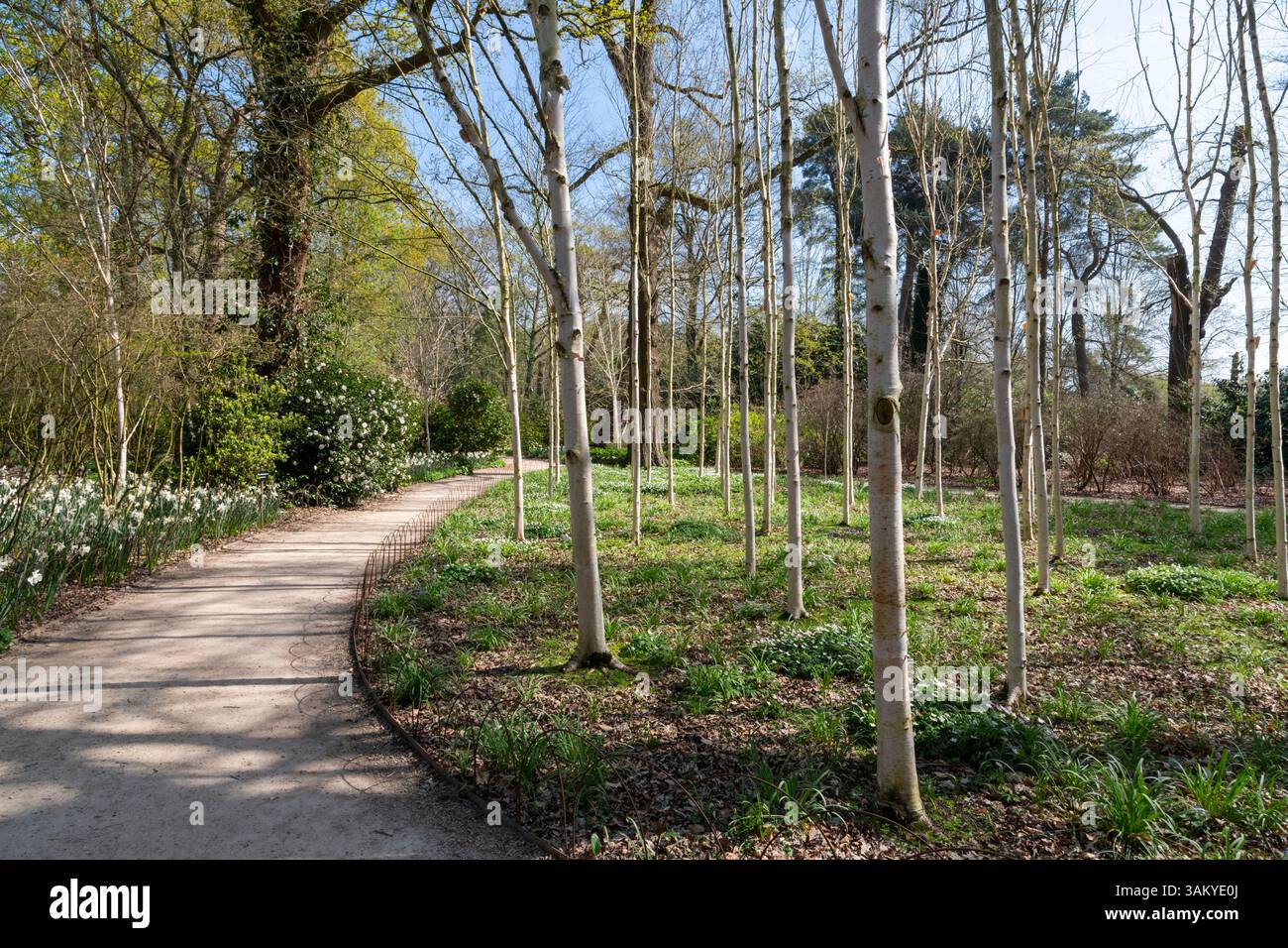 Birch trees garden uk hi-res stock photography and images - Alamy