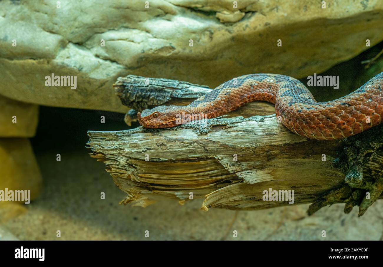 Horned Viper, Long-nosed Viper or Common Sand Adder (Vipera ammodytes ...