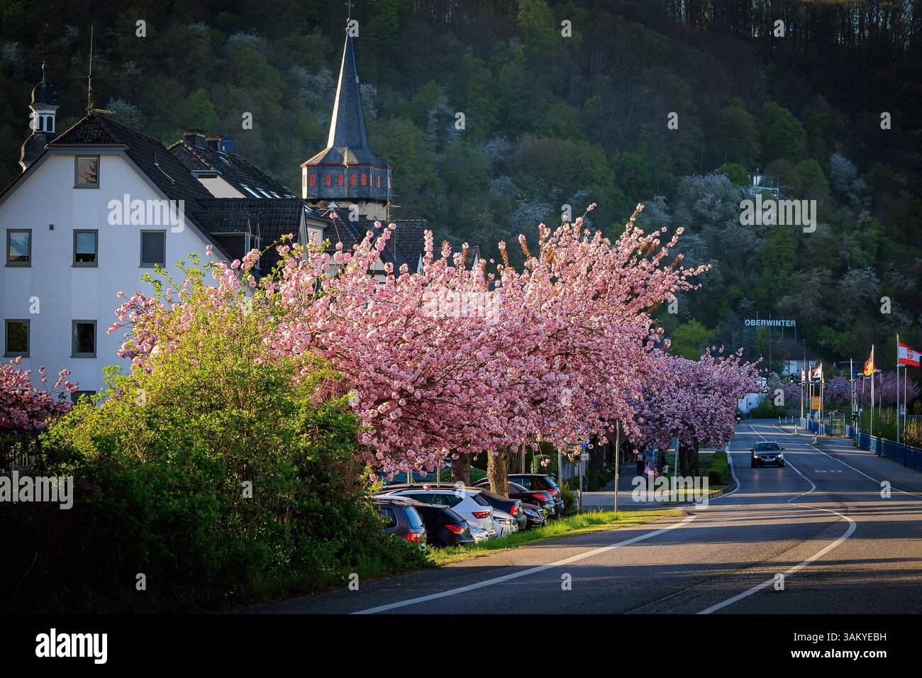 Oberwinter, 12.04.2025, Japanische Kirschblüten entlang der B9 in ...