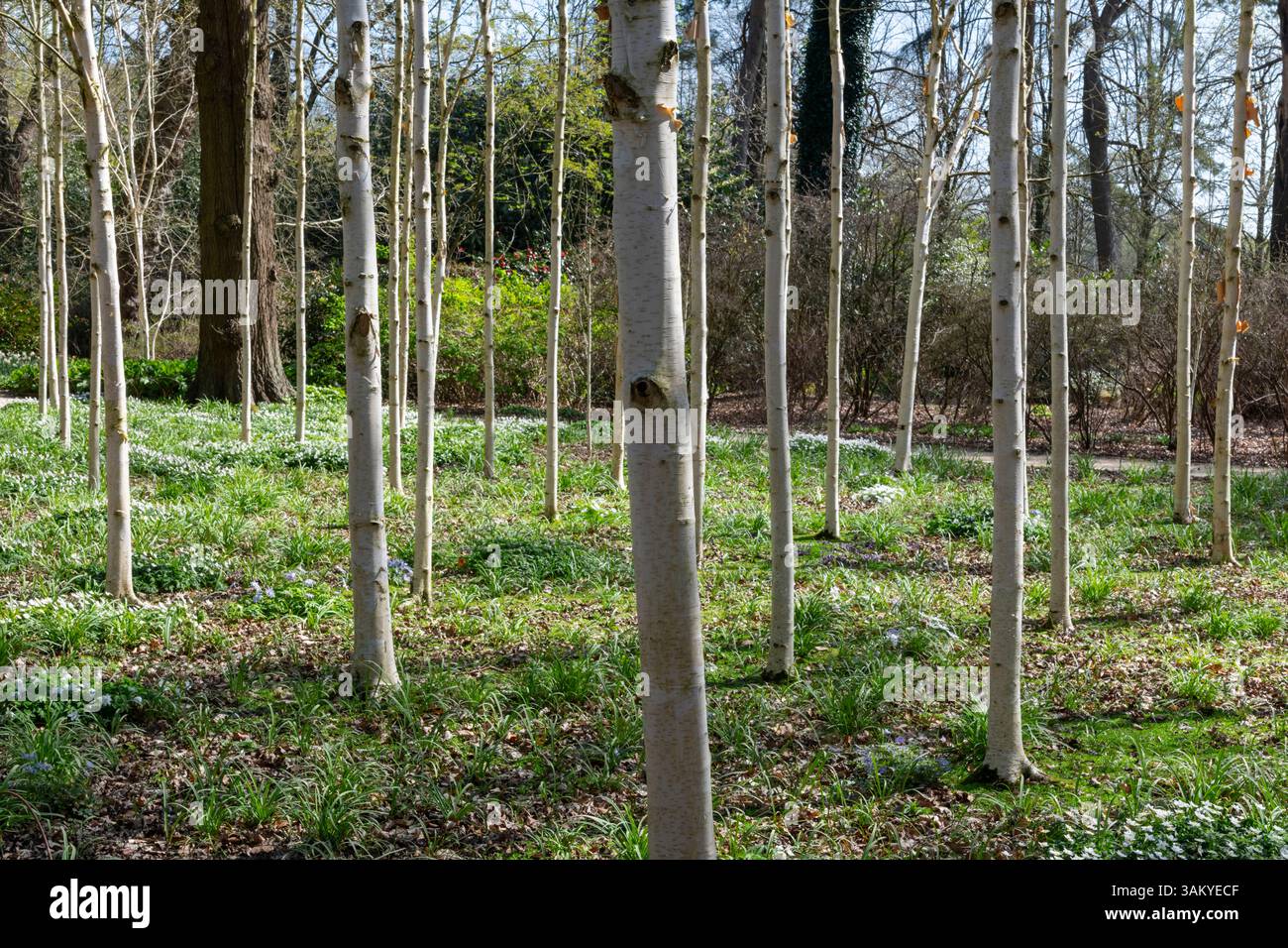 White birch trees in garden hi-res stock photography and images - Alamy