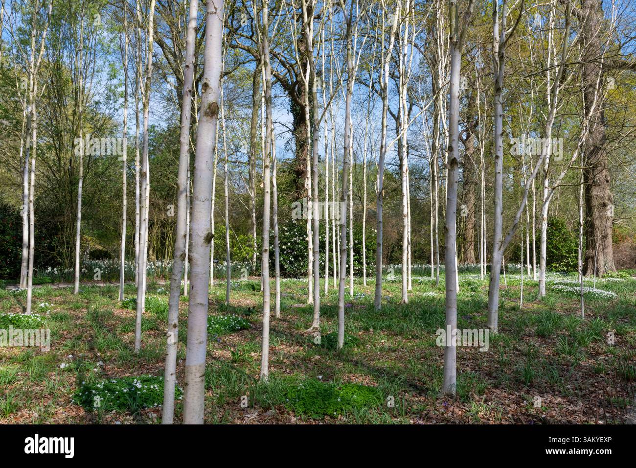 White birch trees in garden hi-res stock photography and images - Alamy