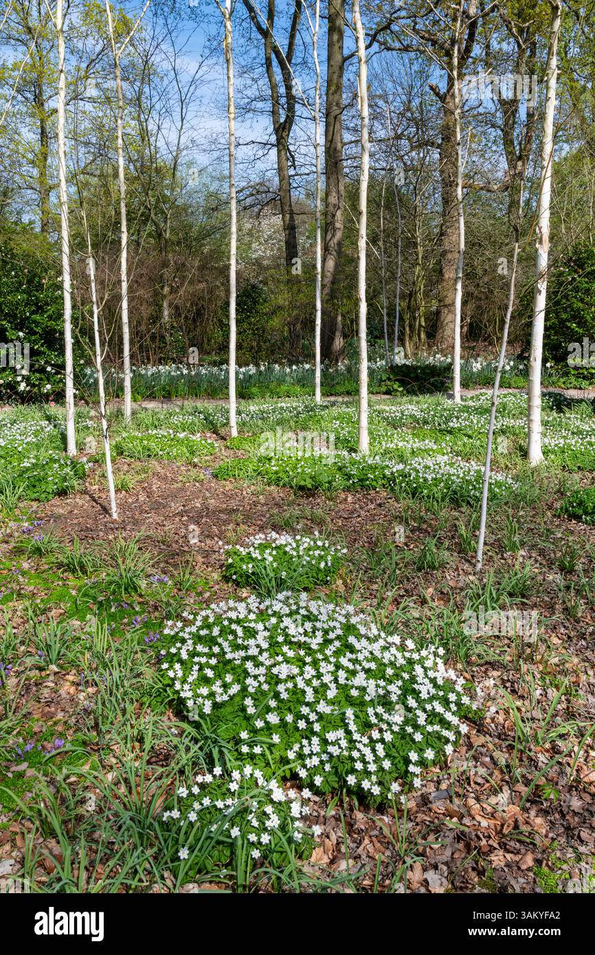 White birch trees in garden hi-res stock photography and images - Alamy