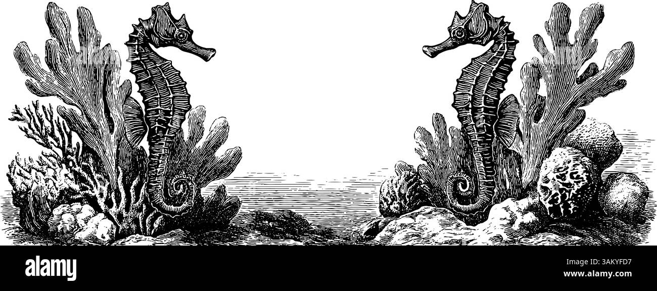 Engraved seahorses flanking coral reef scene for nautical design Stock ...