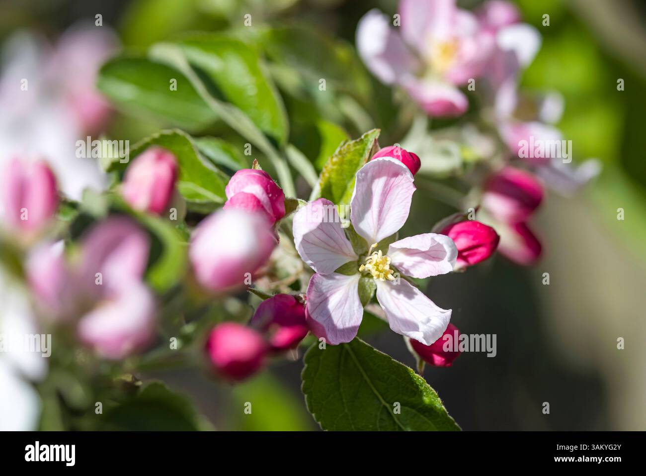Abpfelblüte in Renchen in der Ortenau. // 12.04.2025: Renchen, Baden ...