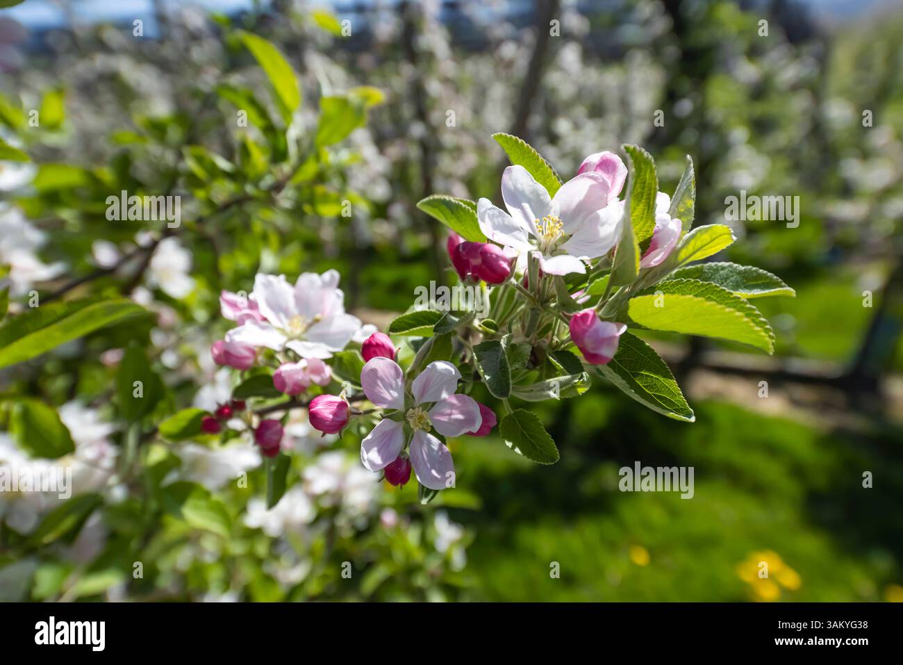 Abpfelblüte in Renchen in der Ortenau. // 12.04.2025: Renchen, Baden ...