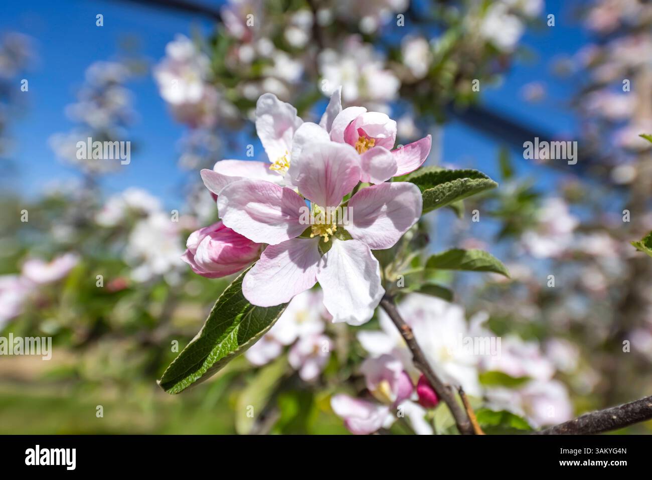 Abpfelblüte in Renchen in der Ortenau. // 12.04.2025: Renchen, Baden ...