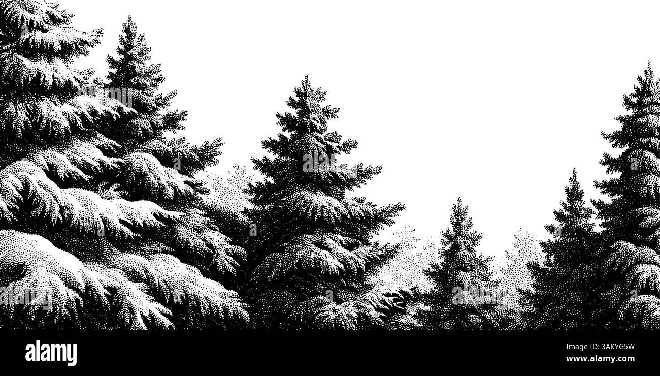 Engraved illustration of snowy pine trees in winter forest scene Stock ...