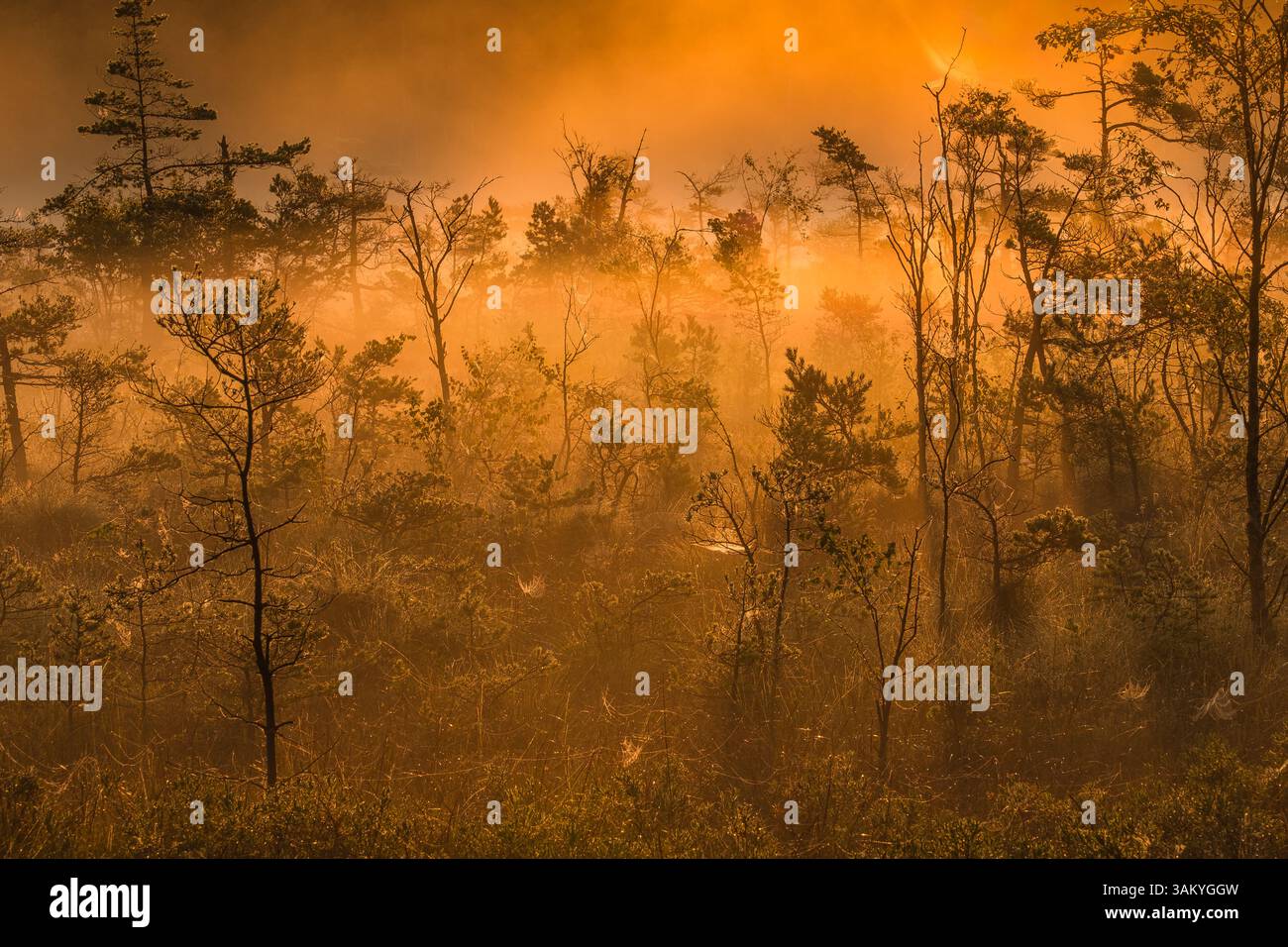 Soft mist shrouds the landscape outside Gothenburg at dawn, with golden ...