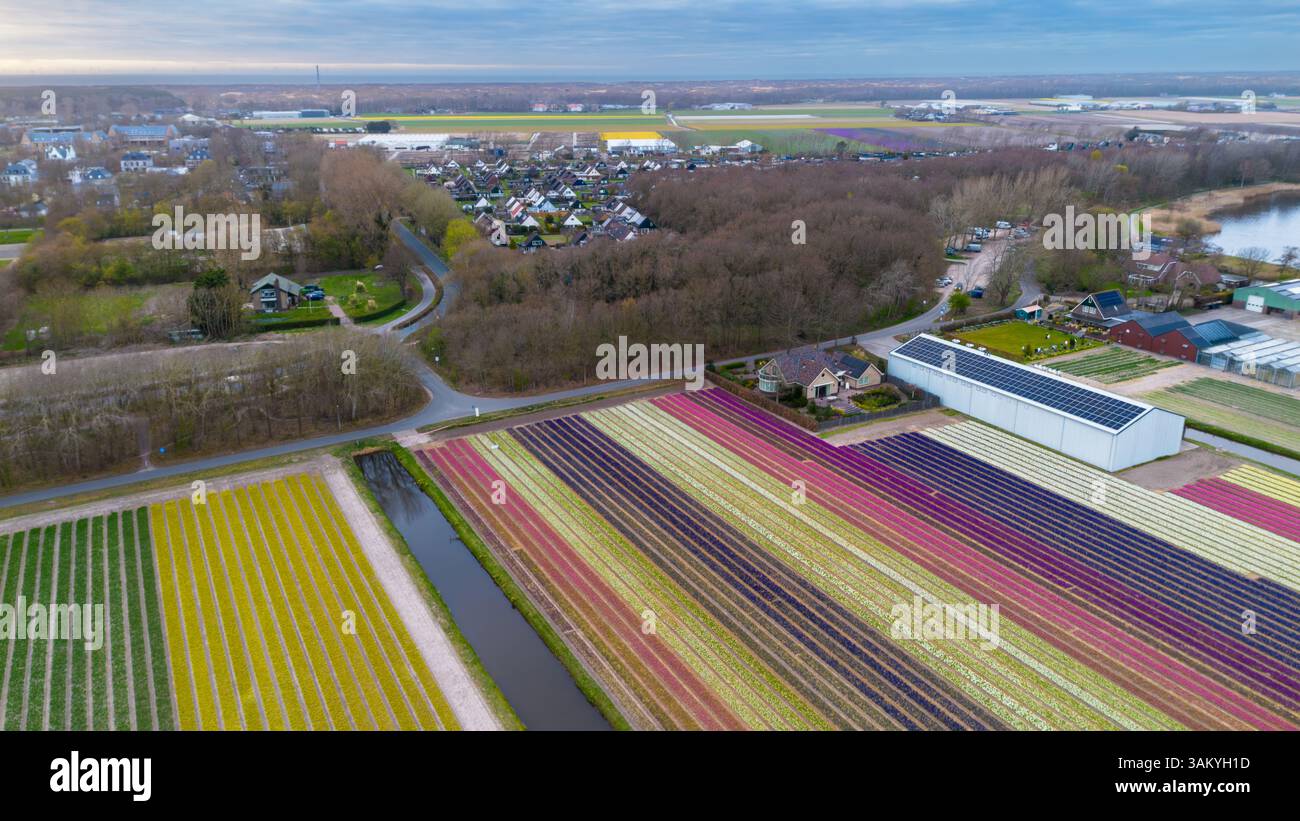 Aerial view of vibrant tulip fields in full bloom at sunset. Striped ...