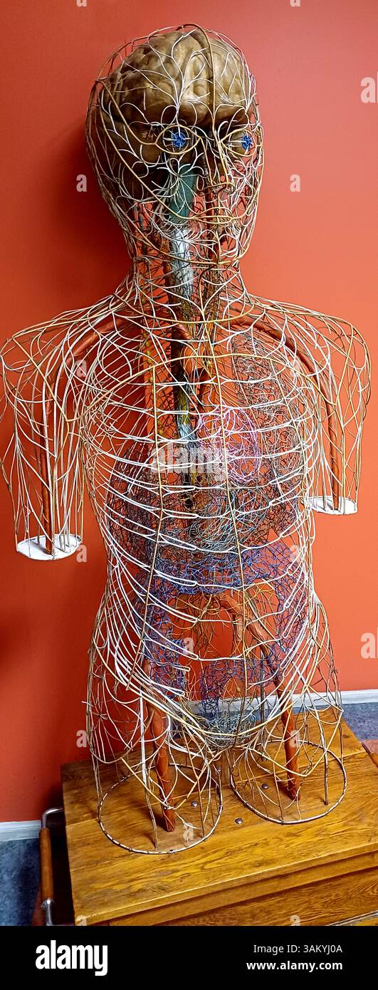 anatomy vintage human body blood vessels nervs model for medicine ...