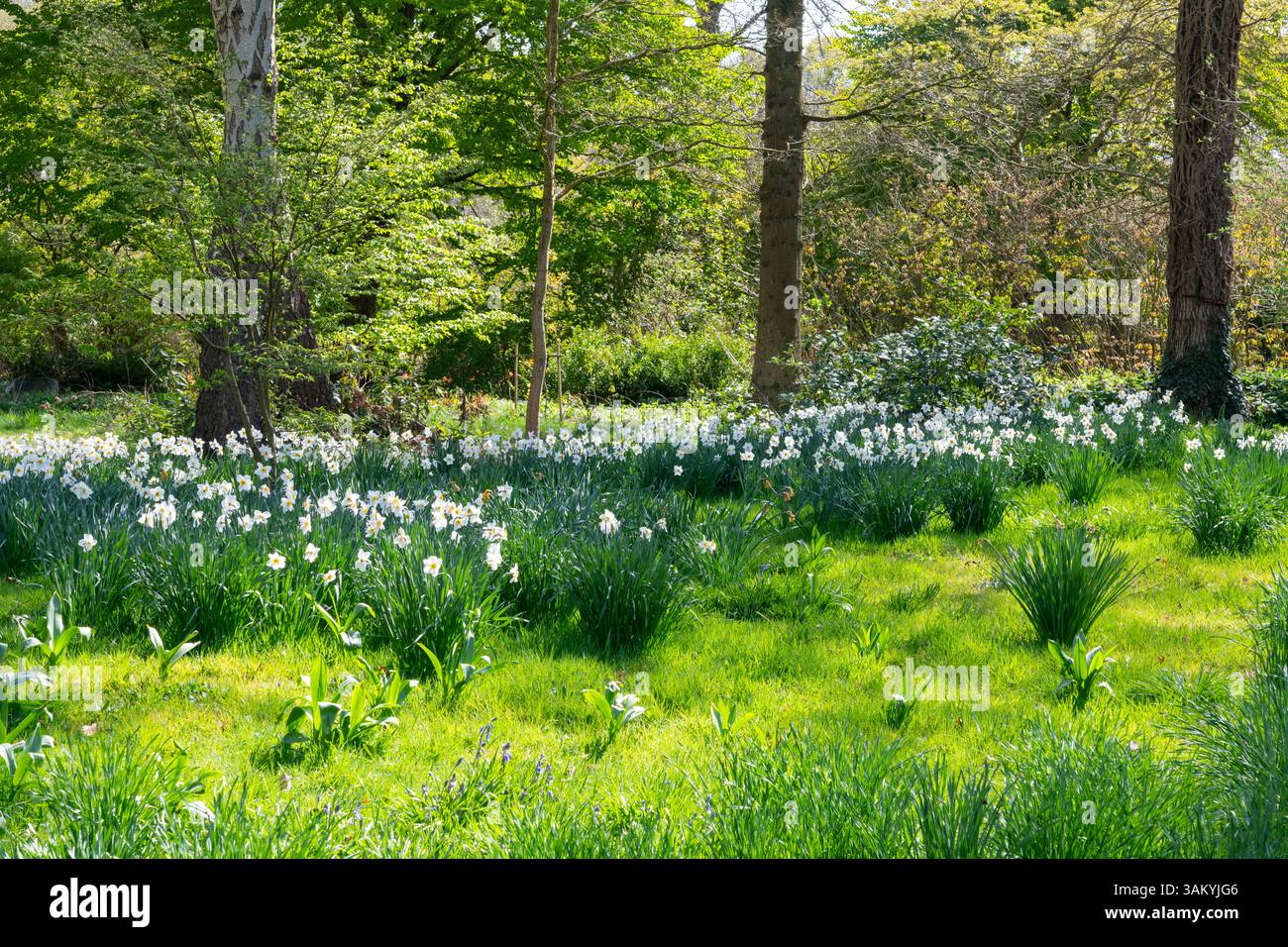 White Daffodils naturalised under trees in a woodland garden in spring ...