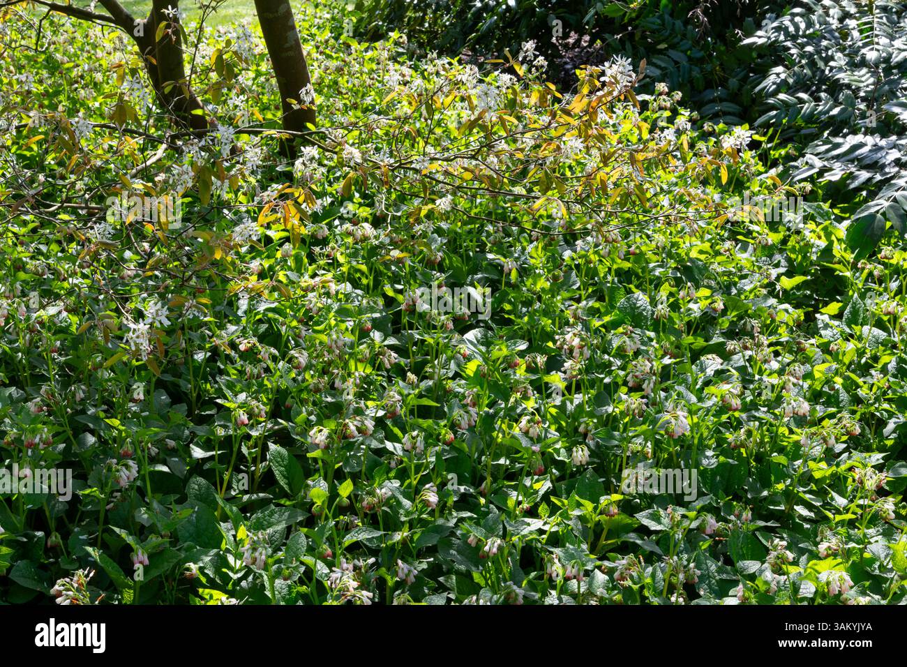 Symphytum Grandiflorum (Comfrey) growing beneath shrubs as tough ground ...