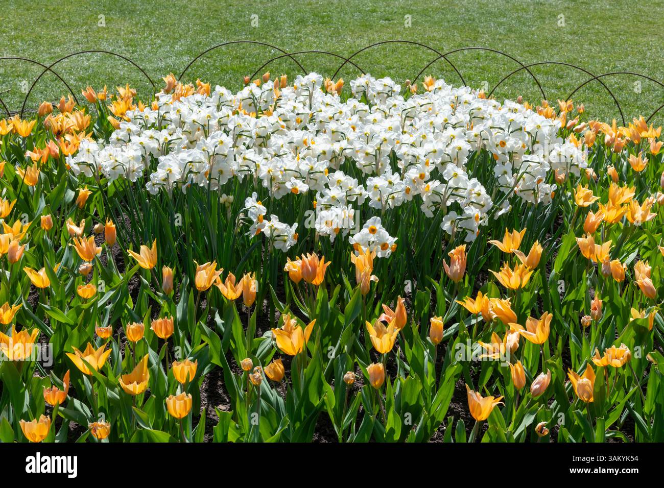 Bedding display of scented white Narcissus and orange Tulips in a ...