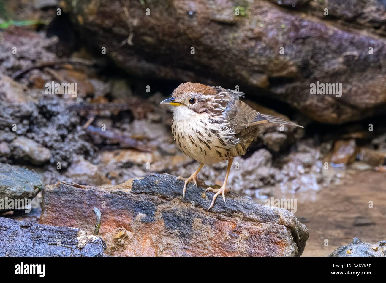 puff-throated babbler or Pellorneum ruficeps seen in Karimganj, Assam ...