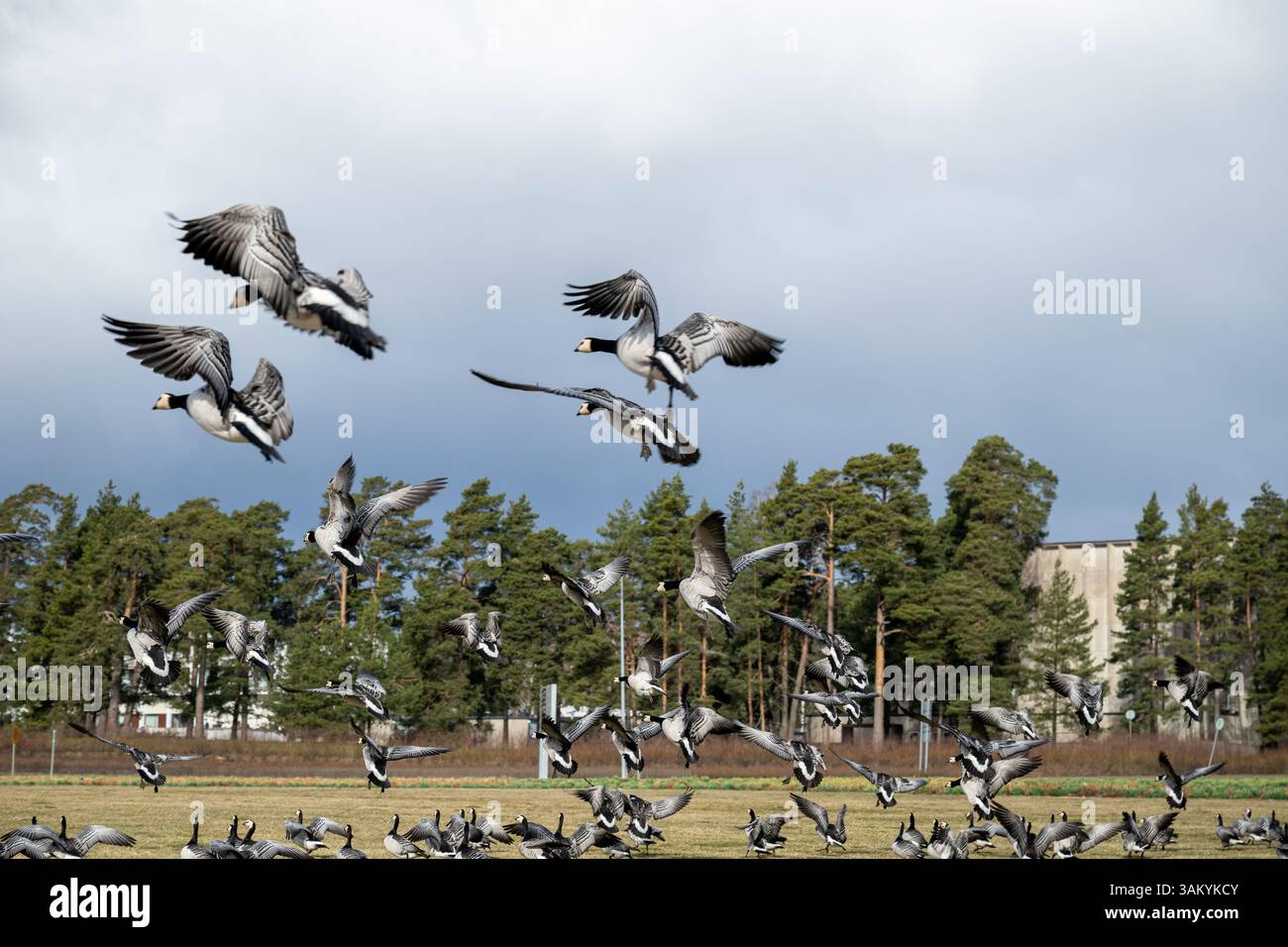 Birds flying over suburban hi-res stock photography and images - Alamy
