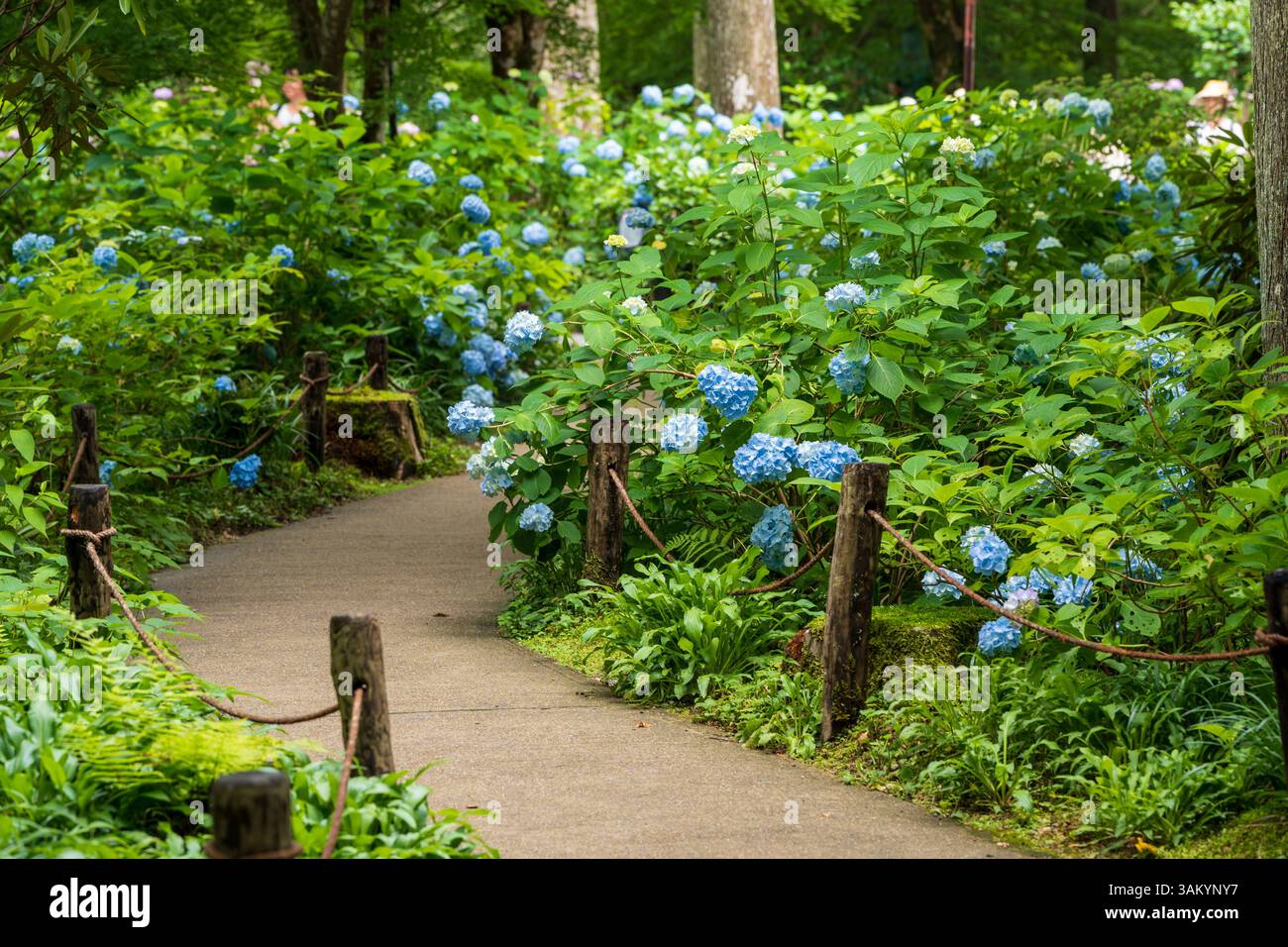 Colorful Hydrangeas at Sanzen-in Temple Hydrangea Garden, Ohara, Kyoto ...