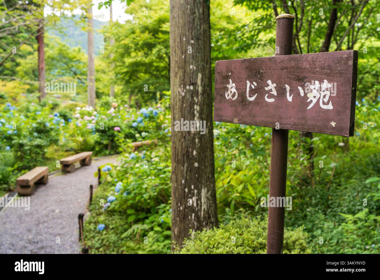 Colorful Hydrangeas at Sanzen-in Temple Hydrangea Garden, Ohara, Kyoto ...