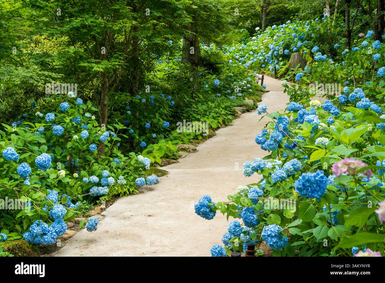 Colorful Hydrangeas at Sanzen-in Temple Hydrangea Garden, Ohara, Kyoto ...