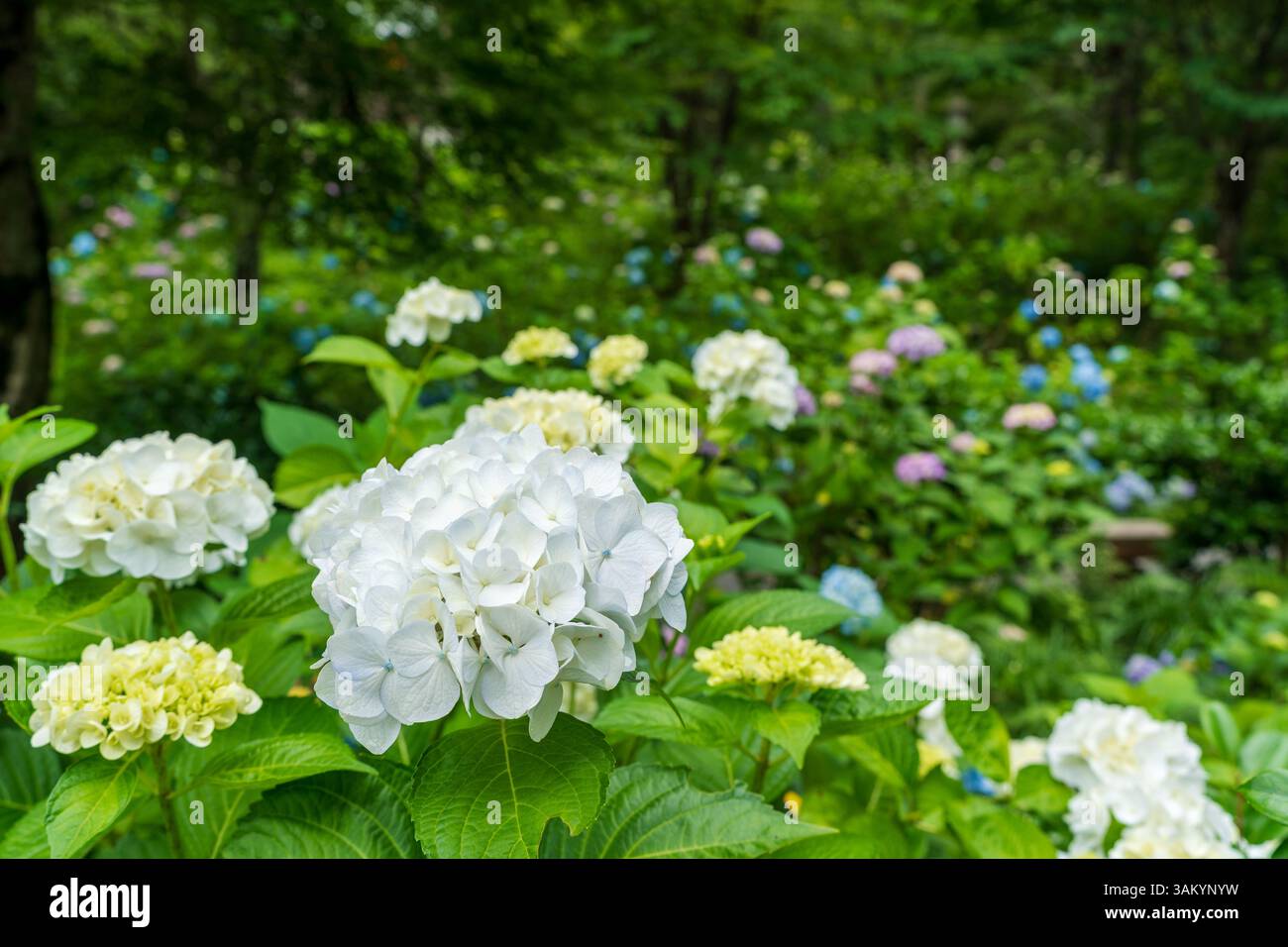 Colorful Hydrangeas at Sanzen-in Temple Hydrangea Garden, Ohara, Kyoto ...