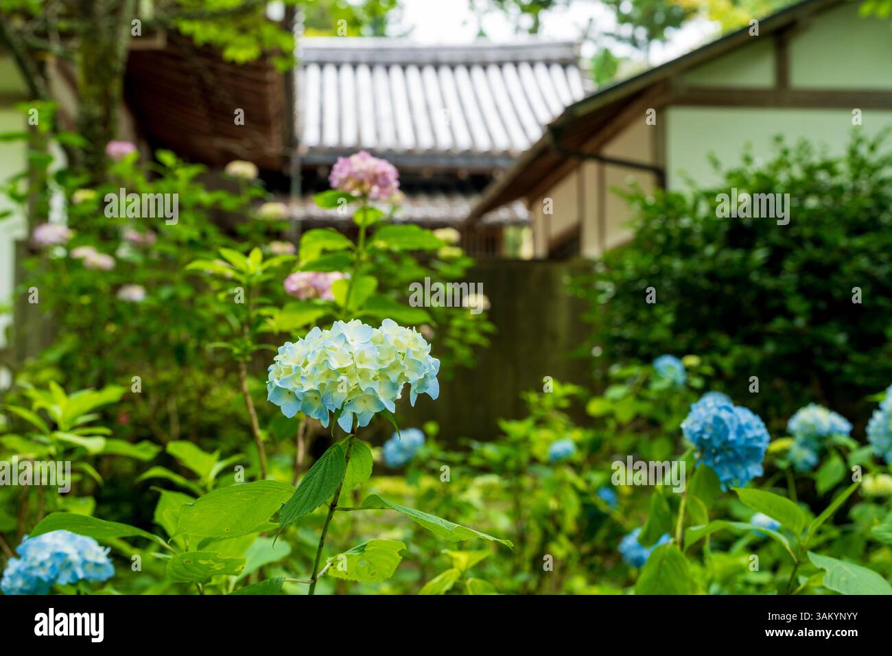 Colorful Hydrangeas at Sanzen-in Temple Hydrangea Garden, Ohara, Kyoto ...
