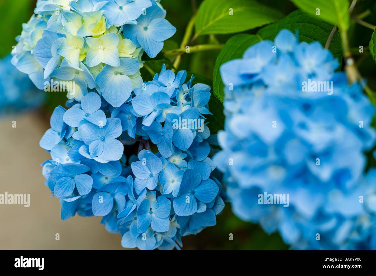 Colorful Hydrangeas at Sanzen-in Temple Hydrangea Garden, Ohara, Kyoto ...