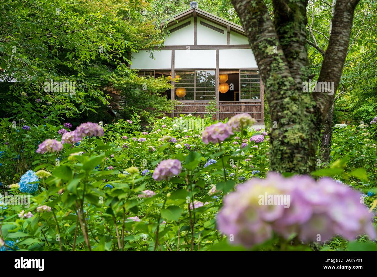 Colorful Hydrangeas at Sanzen-in Temple Hydrangea Garden, Ohara, Kyoto ...