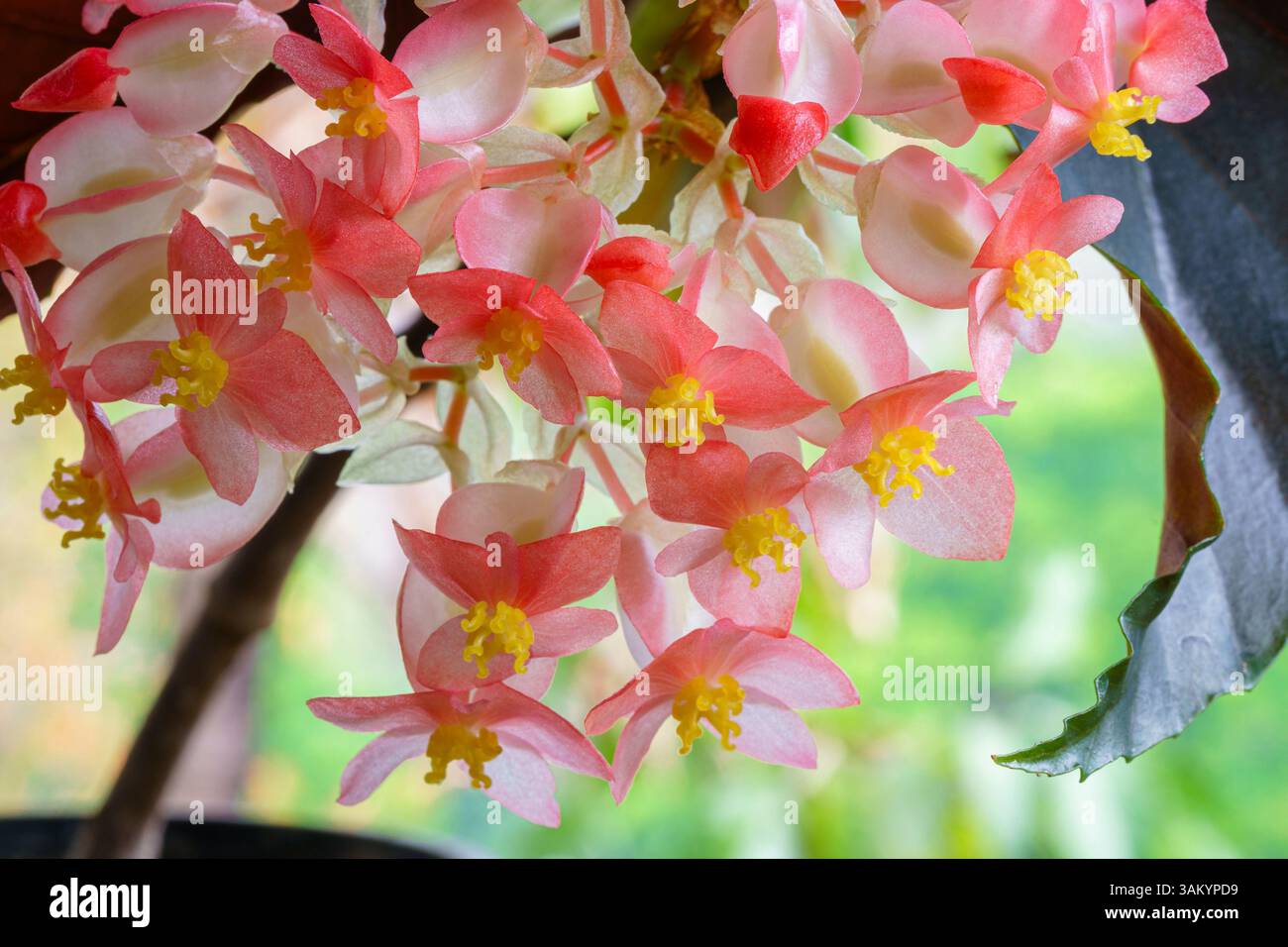 Closeup view of angel wing cane begonia inflorescence with fresh red ...