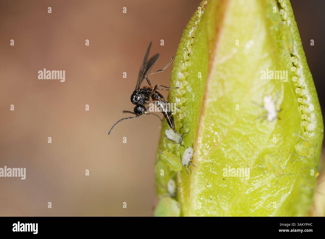 Aphidius wasp parasite stinging, ovipositing an egg in aphid body Stock ...