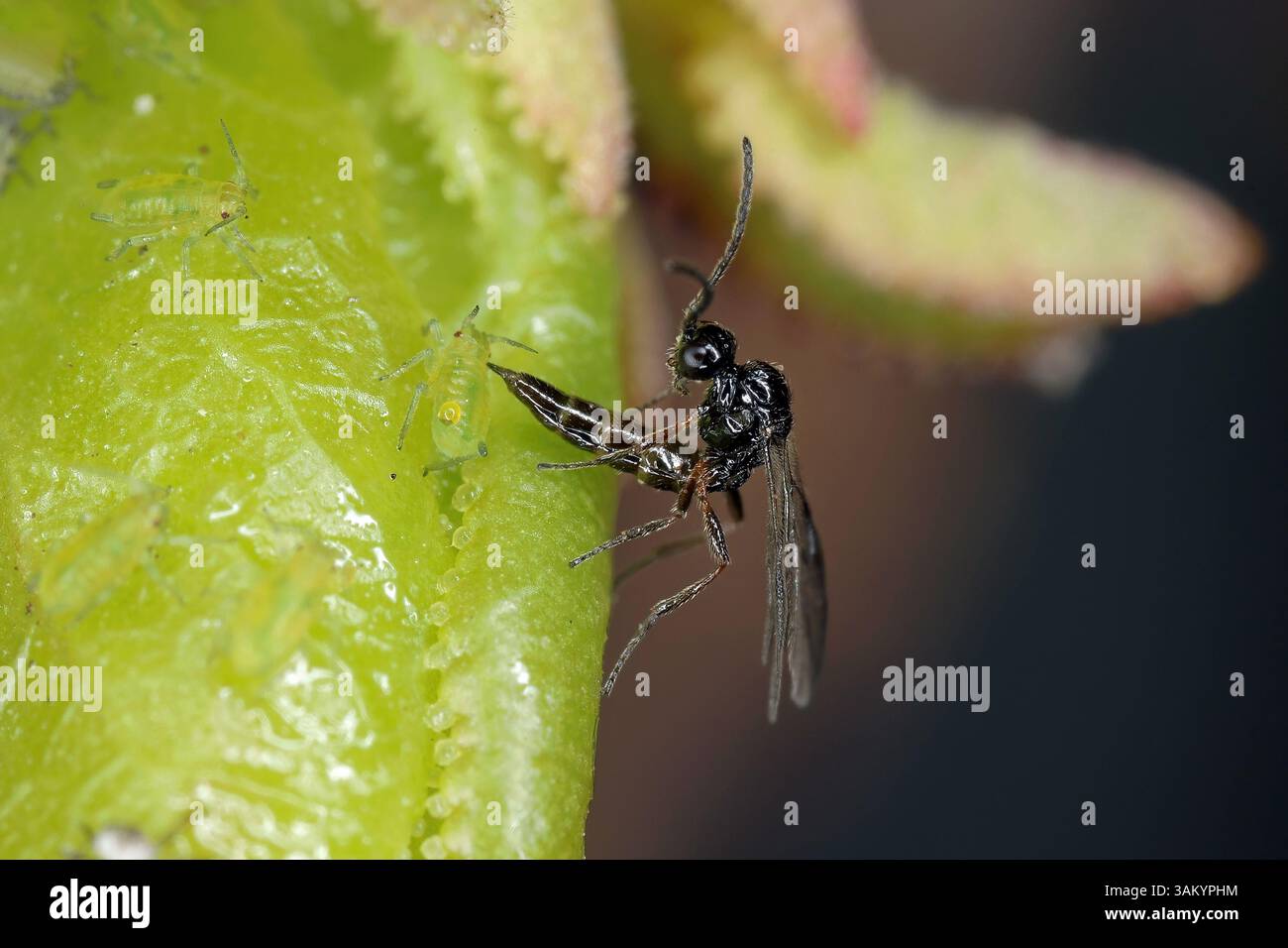 Aphidius wasp parasite stinging, ovipositing an egg in aphid body Stock ...