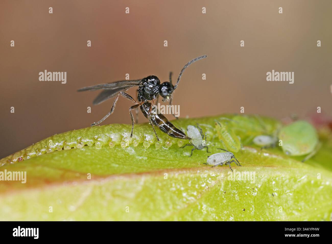 Aphidius wasp parasite stinging, ovipositing an egg in aphid body Stock ...