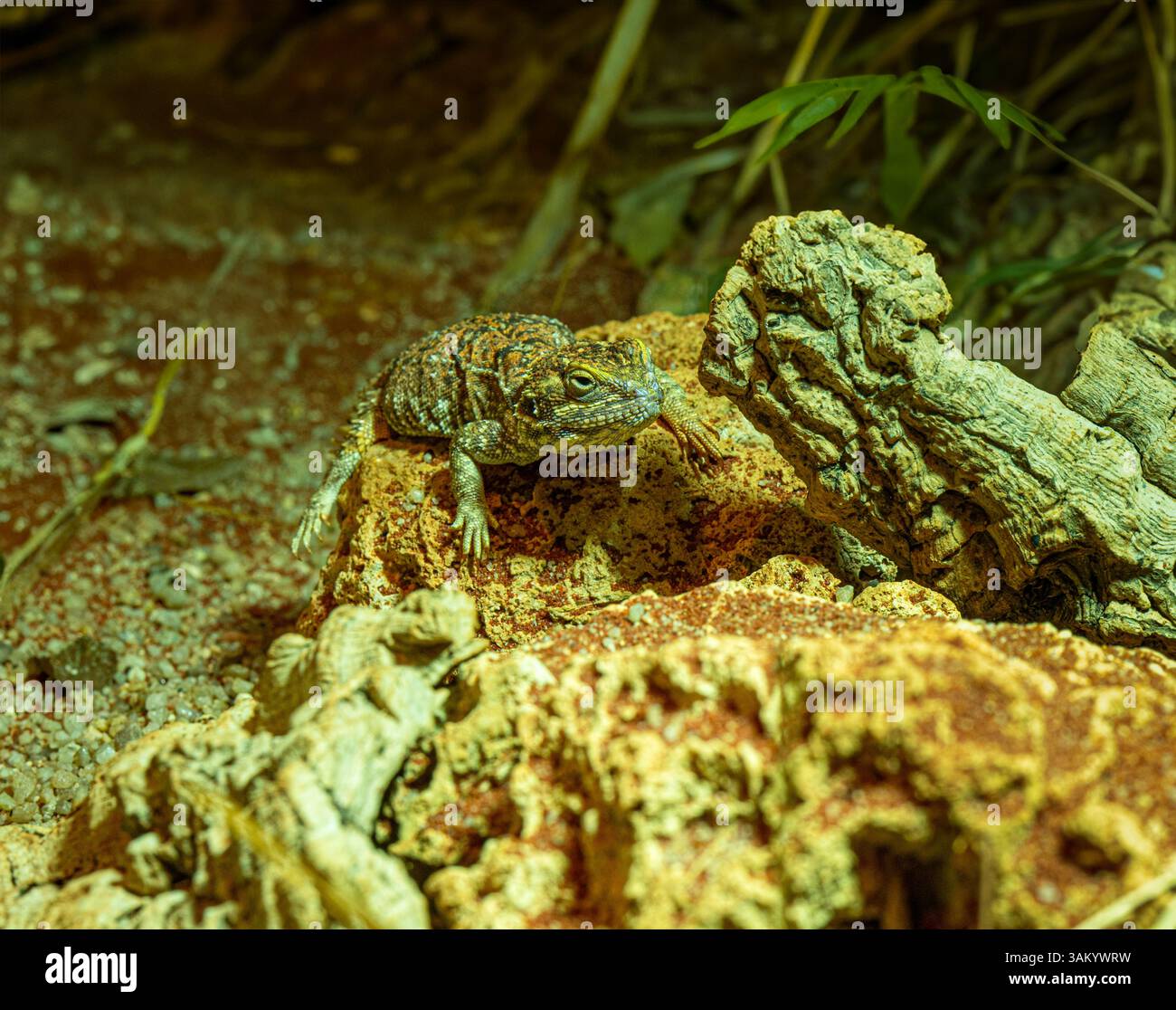 Shield tailed snake hi-res stock photography and images - Alamy