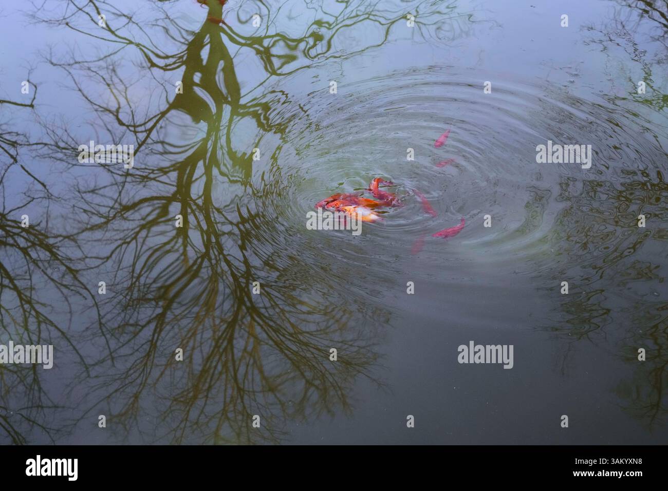 Fish swim in a fountain of a public garden in Lisbon, early morning ...