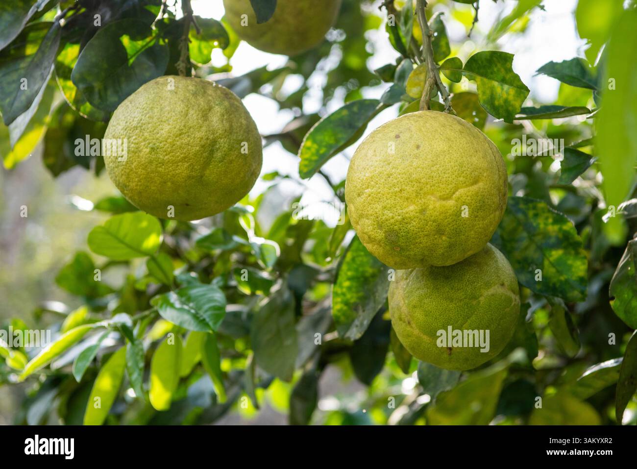 Nan Orange at Khun Sathan National Park in the Province of Nan in North ...