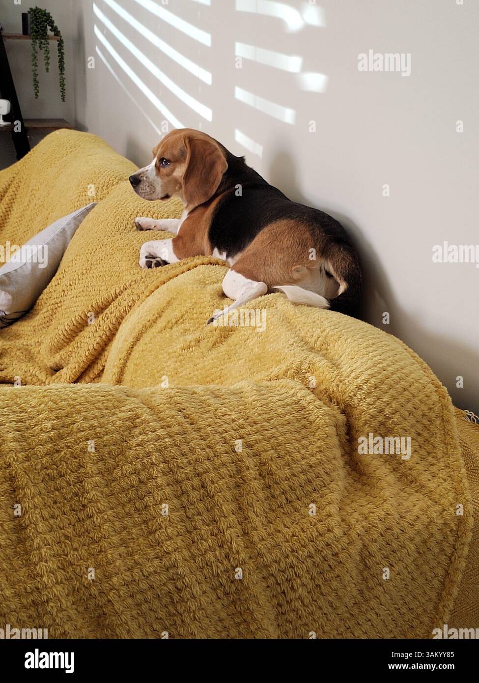 Beagle Dog Laying on the Sofa Stock Photo - Alamy