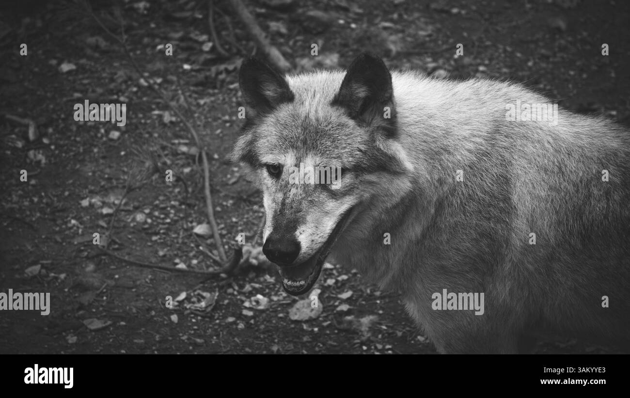 A close-up of a monochrome portrait of a wolf with an intense gaze ...
