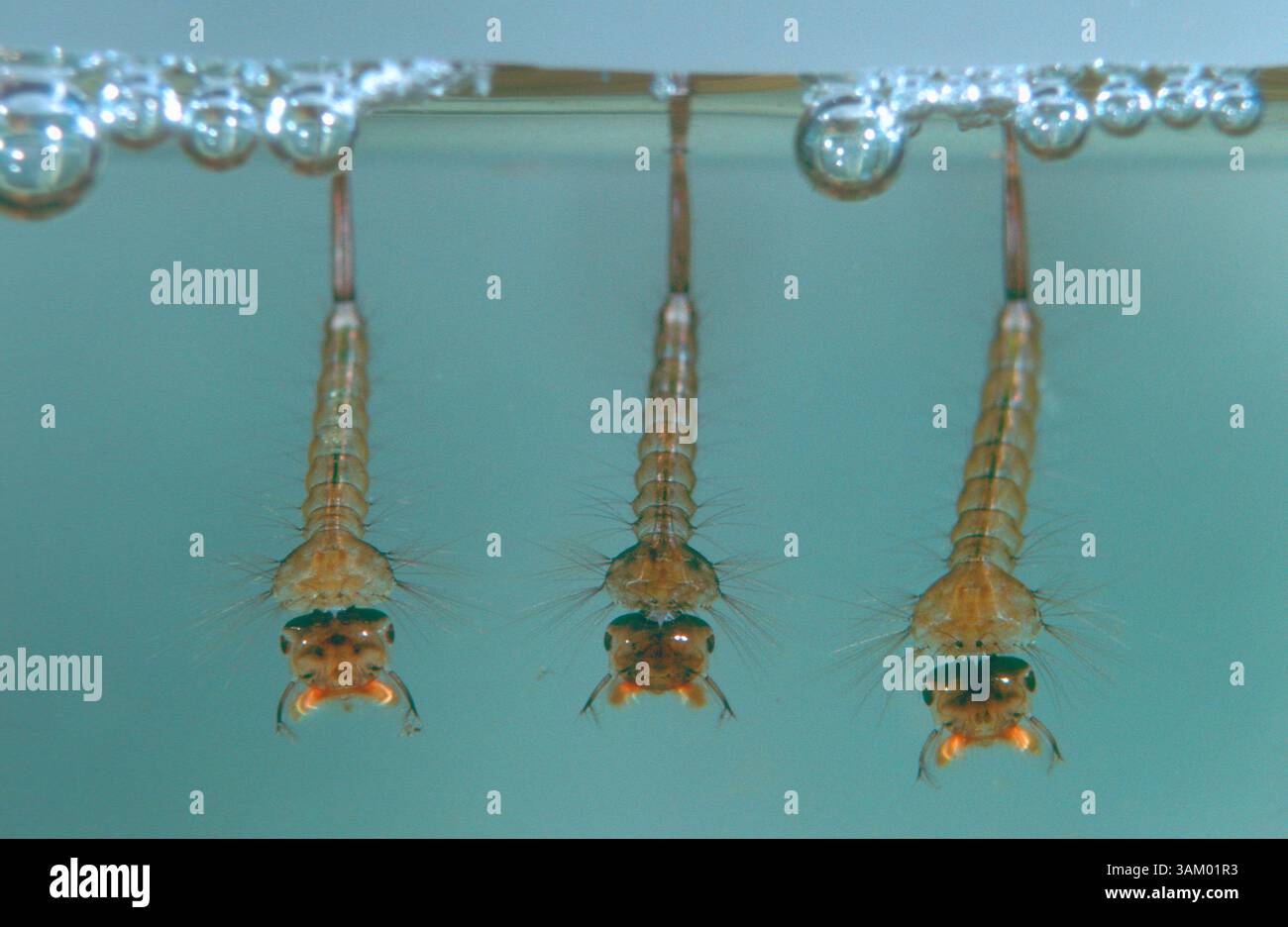 Common House Mosquitos, Culex pipiens. Larvae on water closeup Stock ...