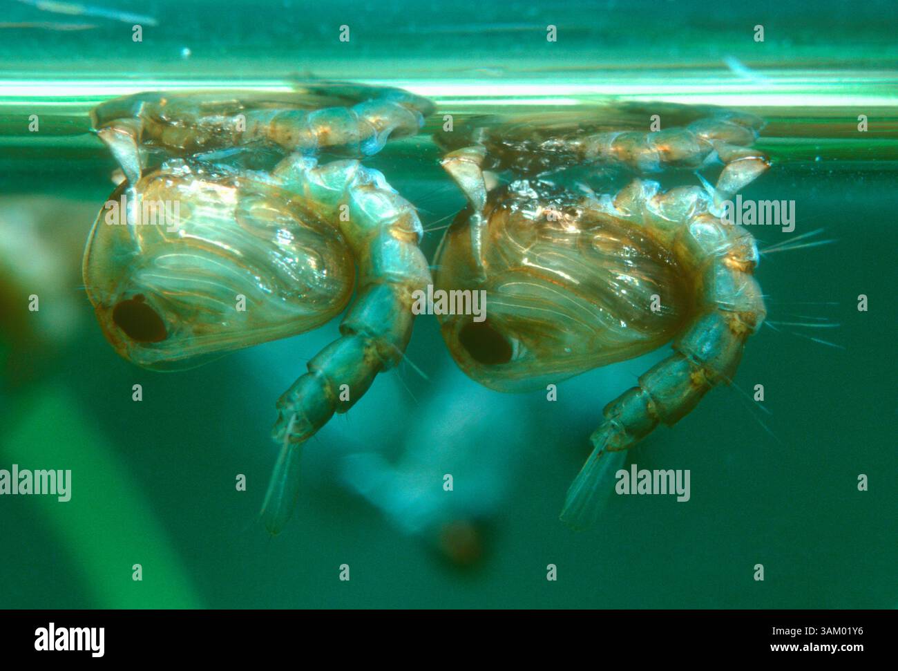 Common House Mosquitos, Culex pipiens. Pupae closeup Stock Photo - Alamy
