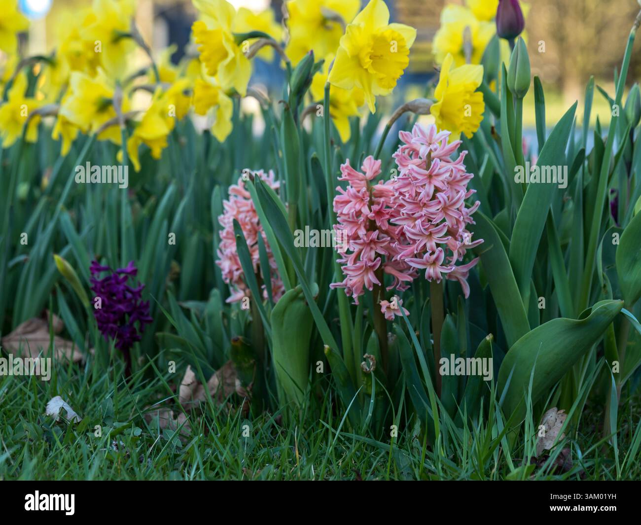 Oriental hyacinth colorful decorative hi-res stock photography and ...