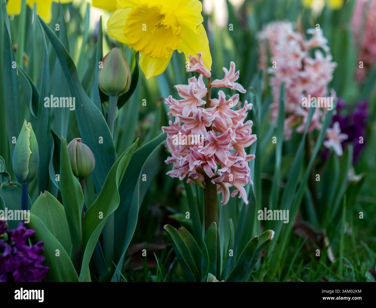 Oriental hyacinth, a colorful decorative flower in a natural ...