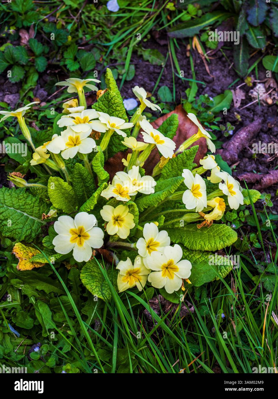 Wild Primrose - Primula vulgaris Stock Photo - Alamy