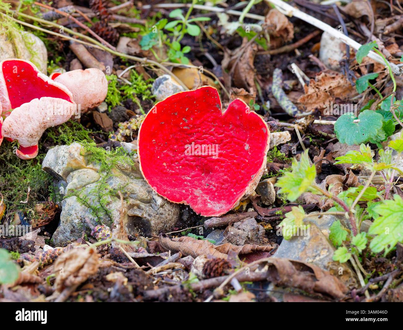 Scarlet Red Elf cup fungi Stock Photo - Alamy