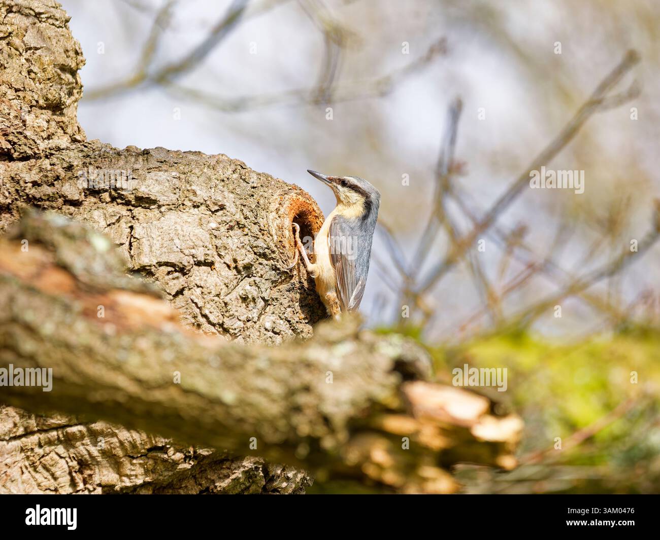 Nuthatch at its nest Stock Photo - Alamy