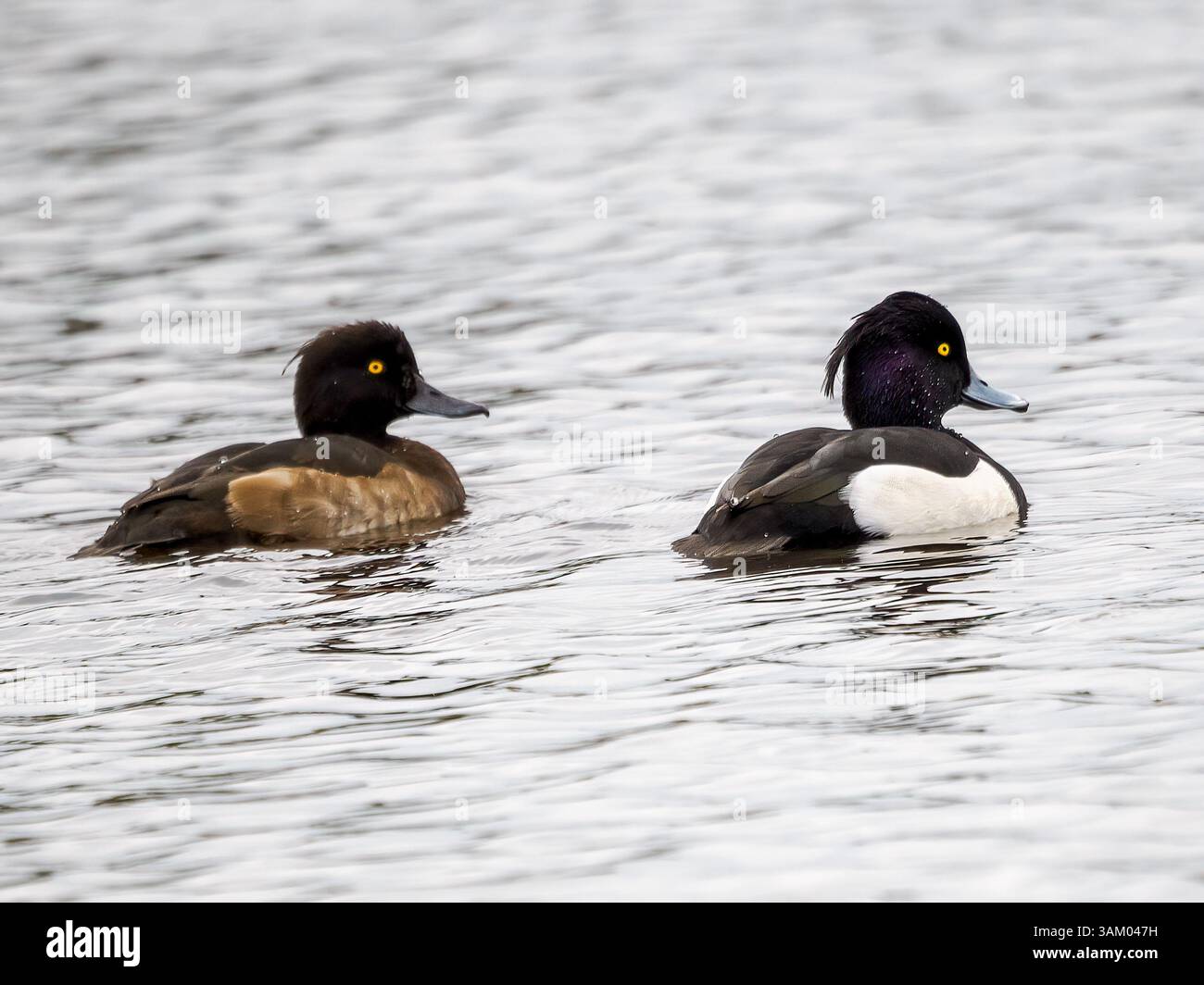 A Pair of Tufted Ducks Stock Photo - Alamy