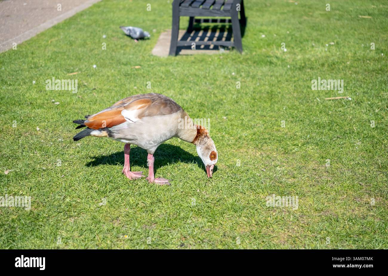 Horning, Norfolk, UK – April 06 2025. Egyptian goose eating on the ...