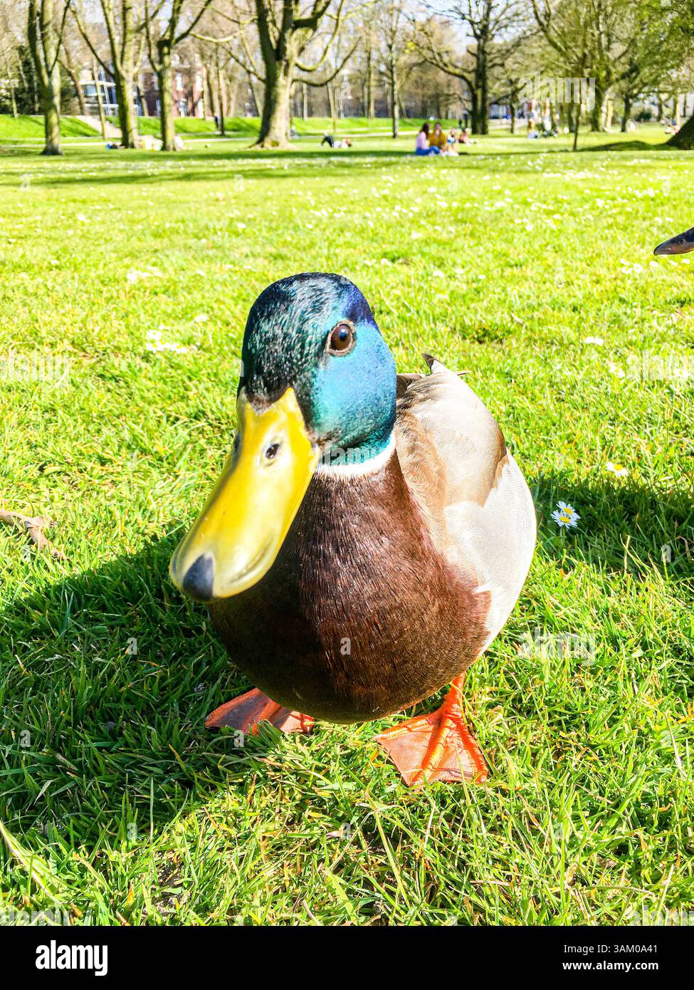 Duck Begging for Scraps of Food Mister Duck Begging for Scraps of Food ...